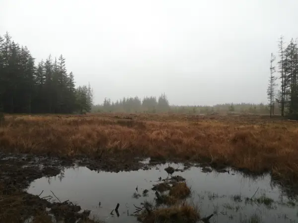 Naturtilstanden i en mose i Tved Klitplantage forbedres - Naturstyrelsen