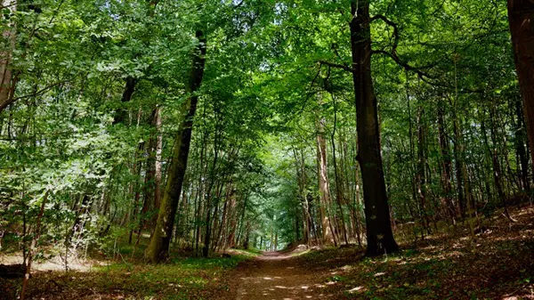 Skov - Naturstyrelsen