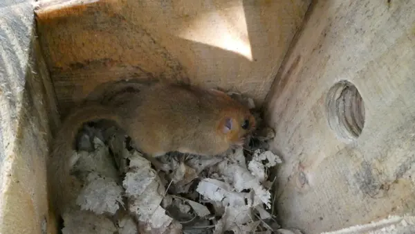 Hasselmusprojekt i Bidstrupskovene - Naturstyrelsen