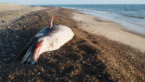 Hvad gemmer der sig inden i en hval? - Naturstyrelsen