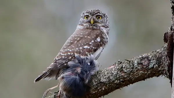 Vis hensyn: Spurveuglen yngler nu i Danmark - Naturstyrelsen