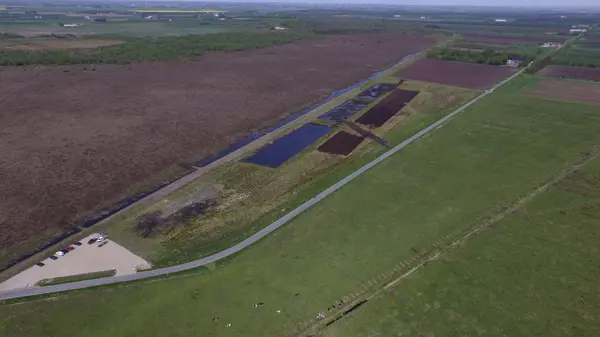 Forsøg med dyrkning af dunhammer - Naturstyrelsen