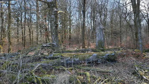 Kom med til skovvandring og borgermøde om urørt skov i Søhøjlandet den ... Kom med til skovvandring og borgermøde om urørt skov i Søhøjlandet den ...