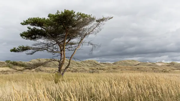 Skagen Klitplantage - Naturstyrelsen
