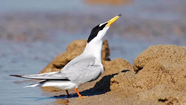 LIFE sårbar natur langs vestkysten - Naturstyrelsen