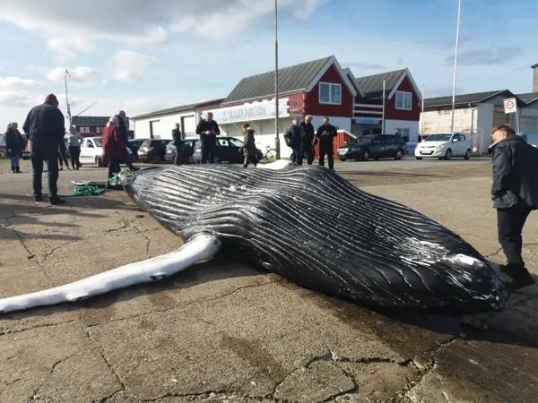 Ung pukkelhval blev i dag fanget i Skagen - Naturstyrelsen