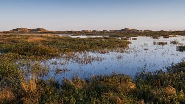 Life Hulsig Hede / REWETDUNE - Naturstyrelsen